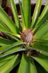 7 stages of pineapple – The LeEMS Machine