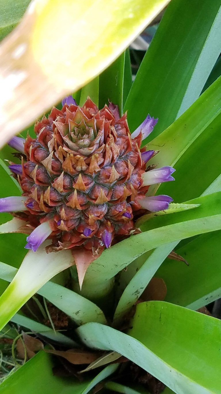 7 stages of pineapple – The LeEMS Machine